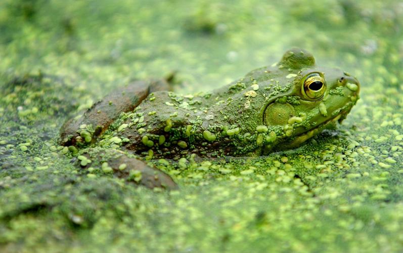 Citizen scientists monitor Wisconsin's frog and toad population | Front ...