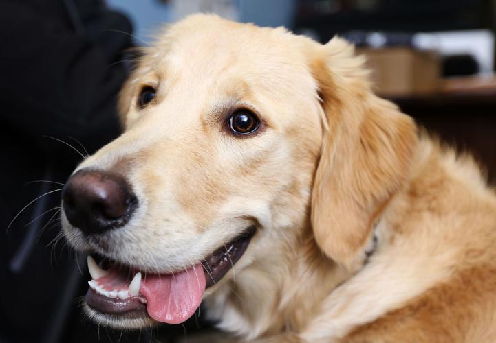 Shadow the golden retriever helps veterans at Klein Hall in Chippewa ...