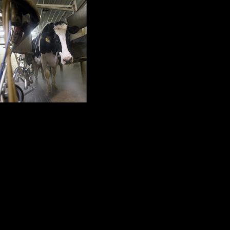 Gassy German cows blamed for barn explosion | Daily Updates ...