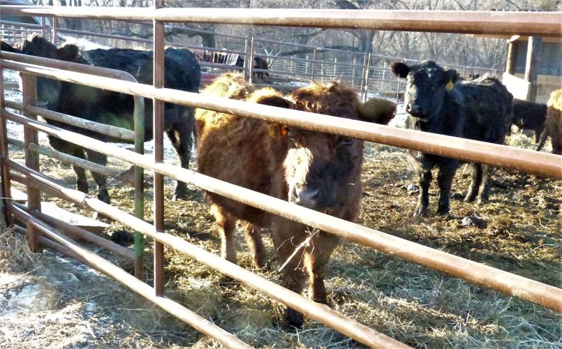 Perfect piece of paradise: Move to Driftless Area suits farmers raising ...