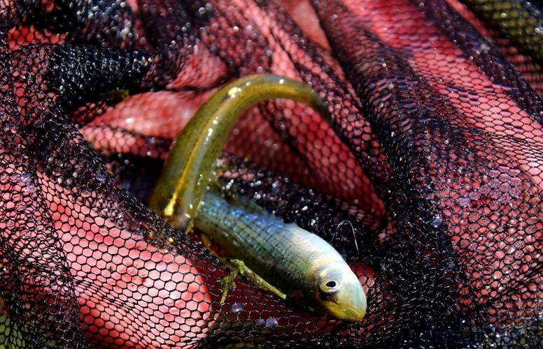 Biologists aid endangered Wisconsin River fish | Outdoors ...