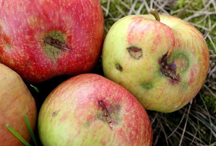 Hail beating taken by apple crop in June hampers some area orchards ...