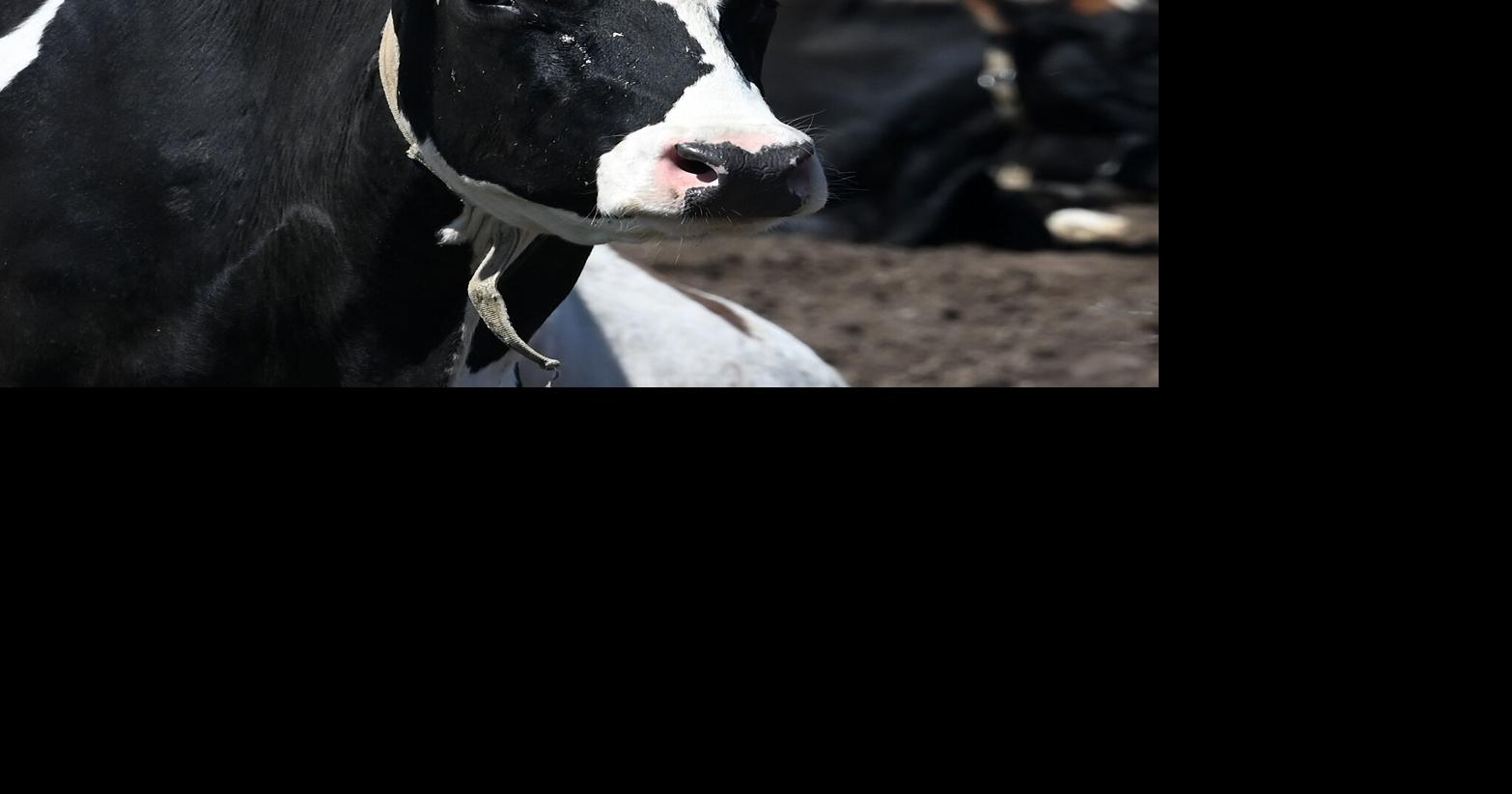 Capturing the Countryside | | leadertelegram.com