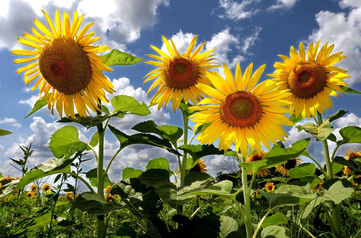 Sunflowers for Midwestern gardens | Gardening | leadertelegram.com
