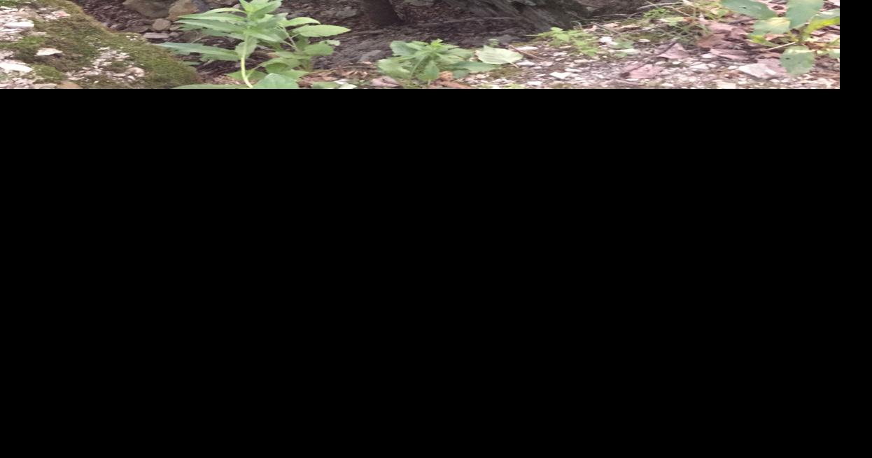 Exploring Eau Claire's Shale Pit | Tourism | leadertelegram.com