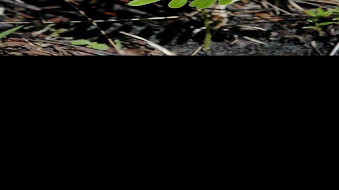 Poisonous fern blamed for calf deaths in northwest Wisconsin | Country ...