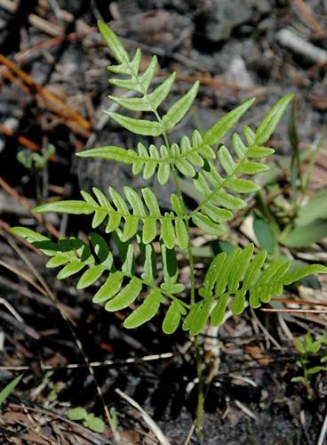 Poisonous fern blamed for calf deaths in northwest Wisconsin | Country ...