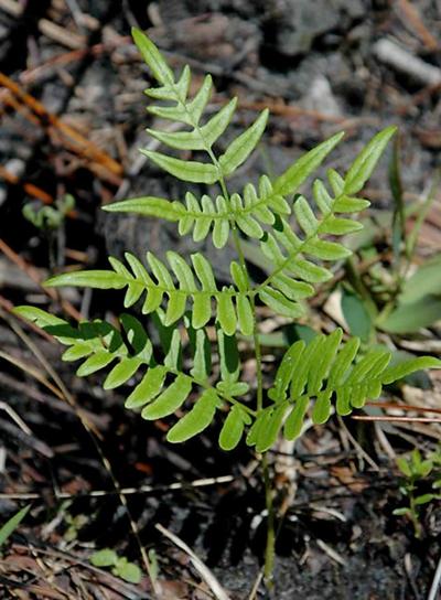 Poisonous fern blamed for calf deaths in northwest Wisconsin | Country ...