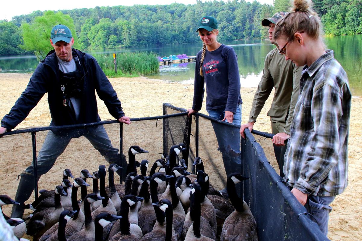 Canada geese banded to assess population | Outdoors | leadertelegram.com