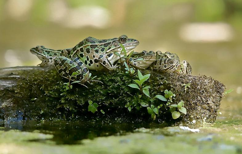 Citizen scientists monitor Wisconsin's frog and toad population | Front ...