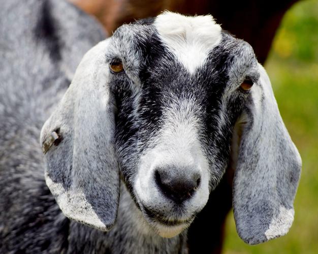 Greenwood farmer turns goat milk into soaps and more | Country Today ...