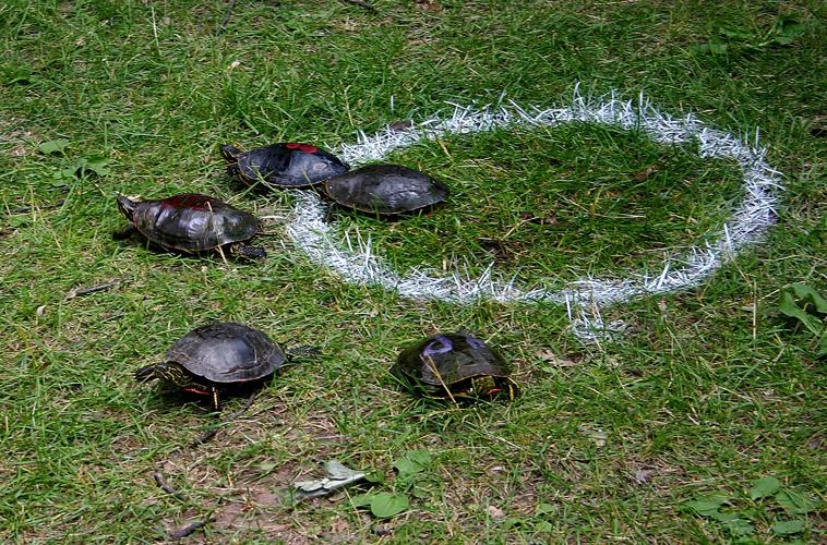 Going nowhere fast: Slow and steady wins the race as Tur­tle Lake cel­e ...