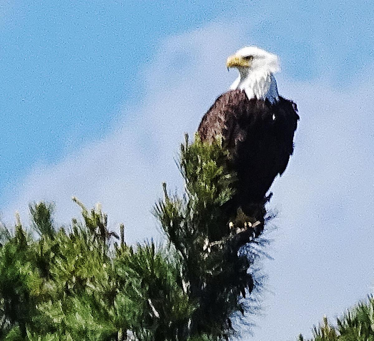Bald eagles serve as bio-sentinels of ecosystem health | Outdoors ...