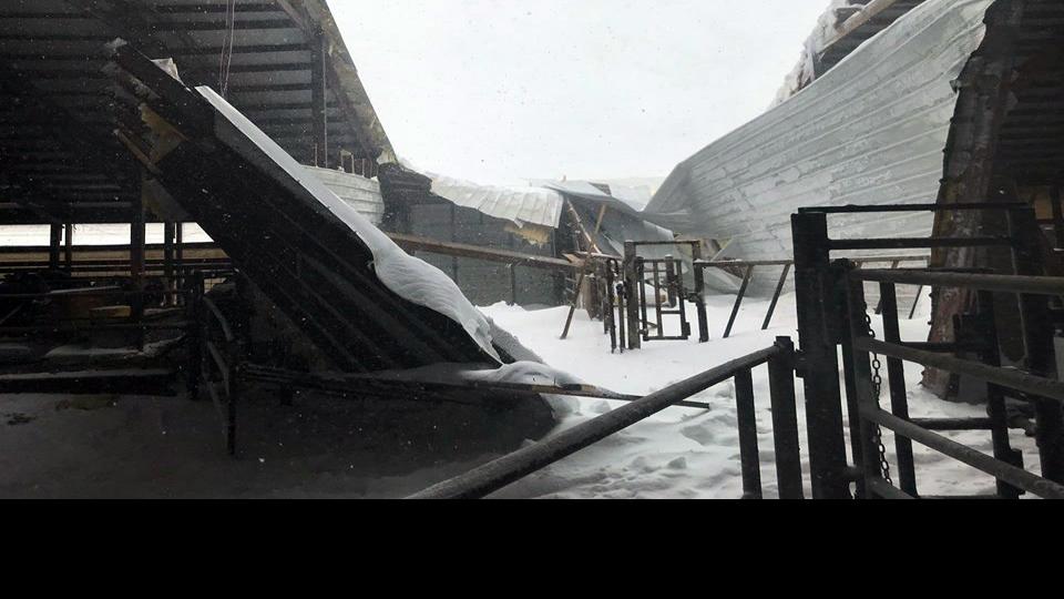 Blizzard causes barns’ roofs to collapse | Country Today ...