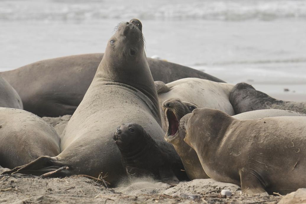 US Elephant Seals | Nation & World | leadertelegram.com