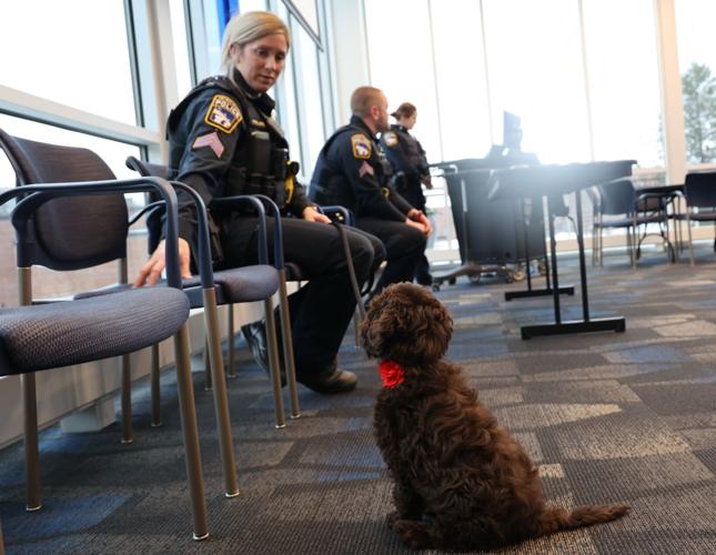 UWEC Police welcome Mocha, a new therapy dog supporting local law ...