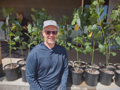 Pioneering new tree that cleans pollution takes root in Bayfield ...