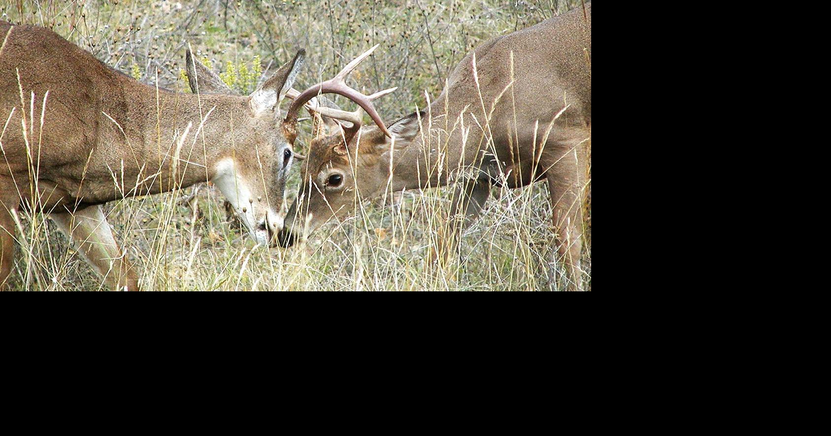 DNR plans virtual meeting about deer management program | Country ...