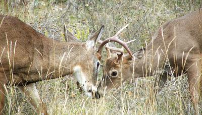 DNR plans virtual meeting about deer management program | Country ...