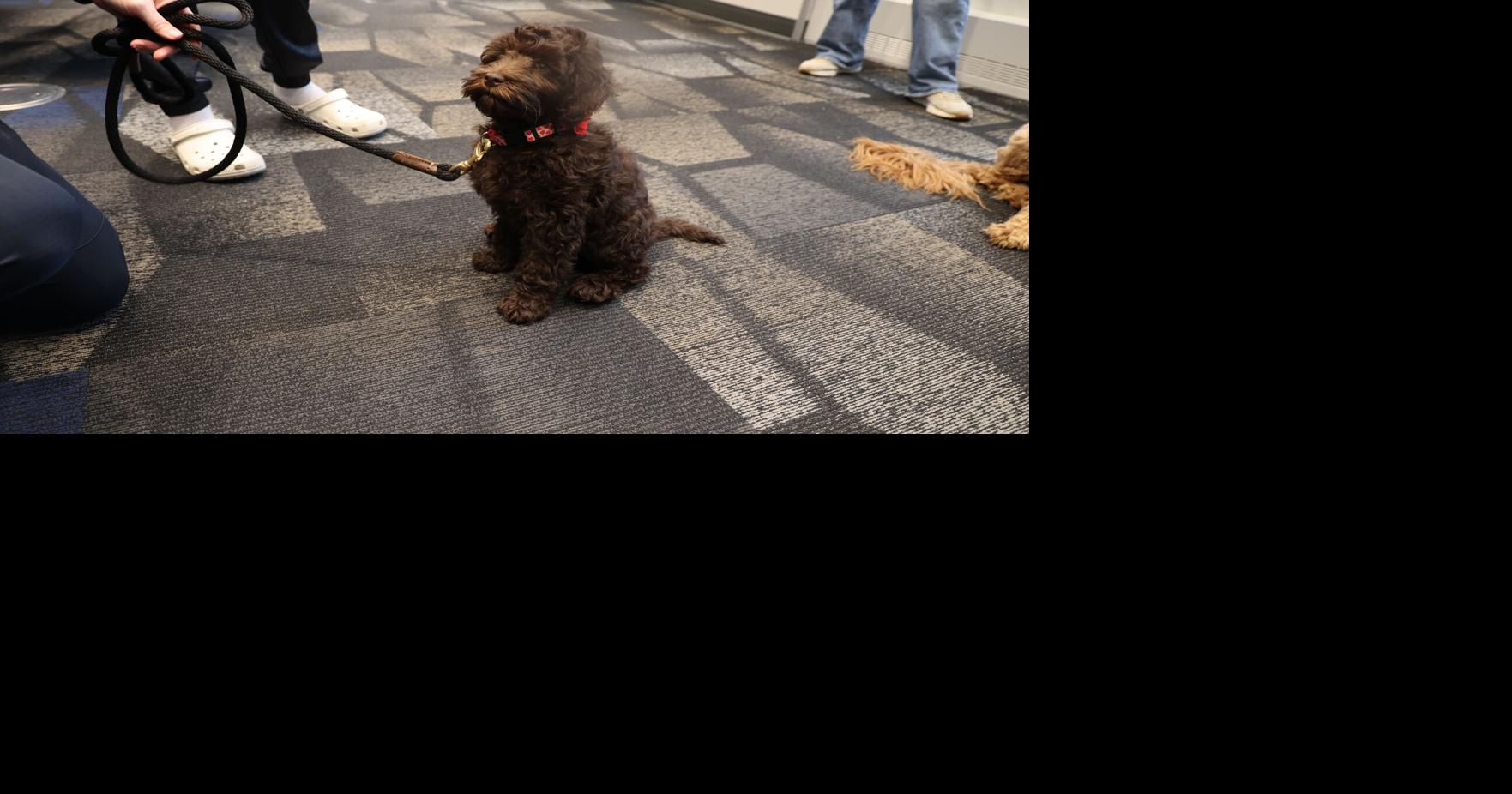 UWEC Police welcome Mocha, a new therapy dog supporting local law ...