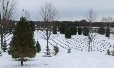 Sales value of Wisconsin Christmas trees ranks fourth in nation ...