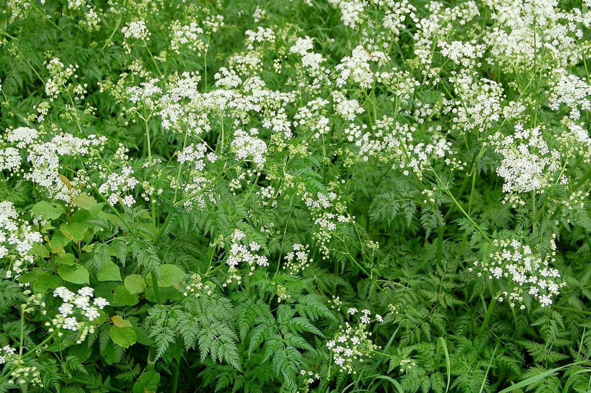 Wild chervil spreads in area | Home and Garden | leadertelegram.com