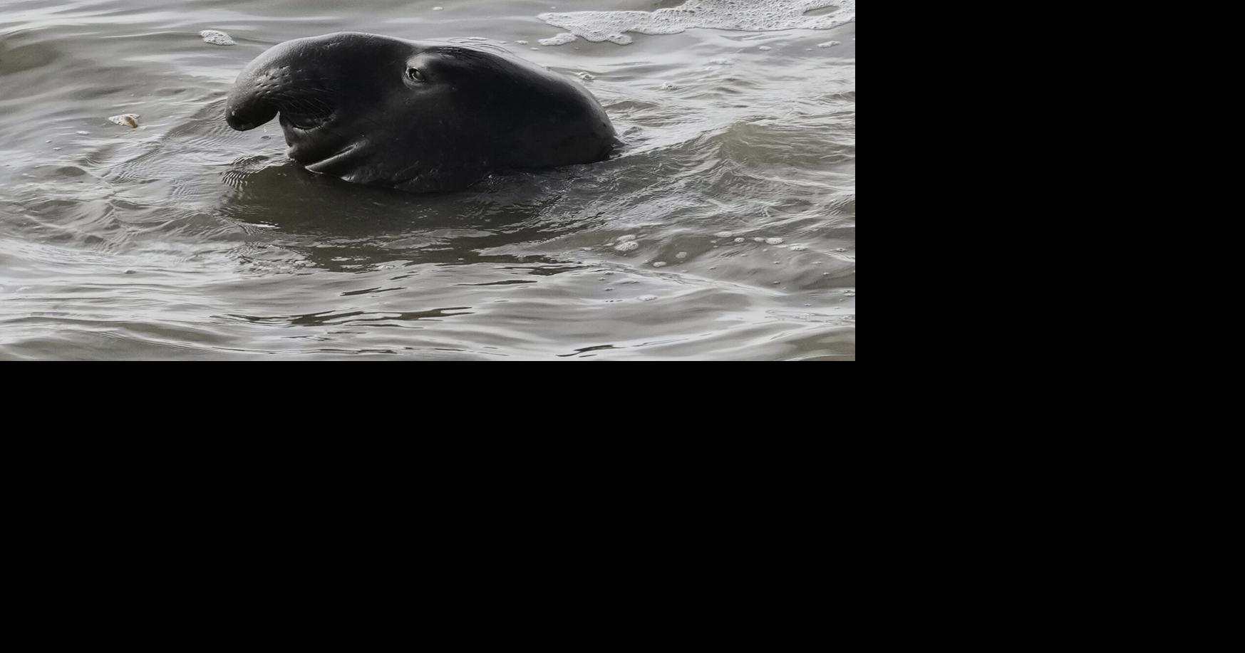 US Elephant Seals | Nation & World | leadertelegram.com