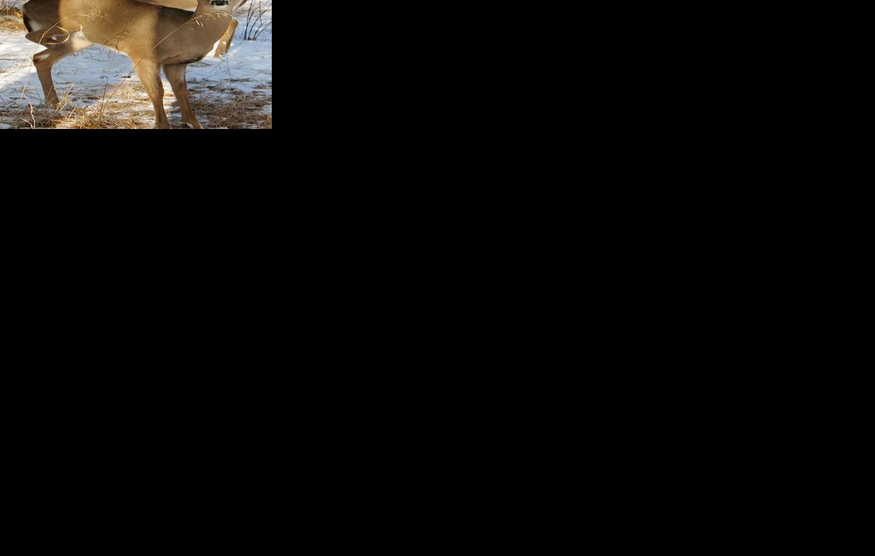 Three-legged deer a blessing | Outdoors | leadertelegram.com