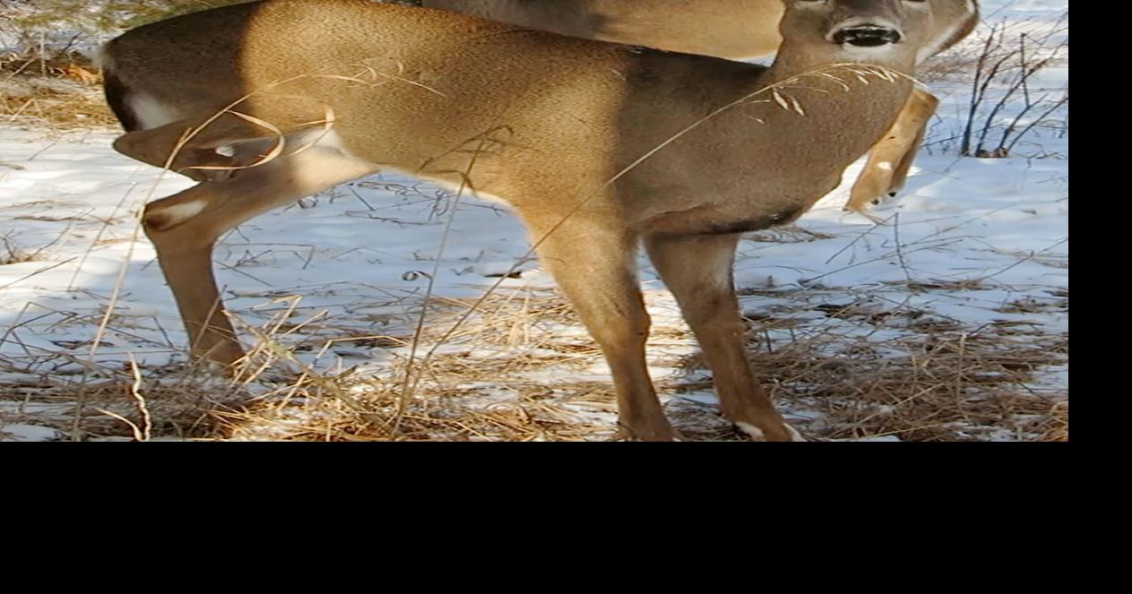 Three-legged deer a blessing | Outdoors | leadertelegram.com