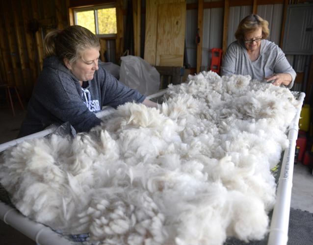 Shear success: Alpaca shearer Pete Hofmann embraces family tradition ...