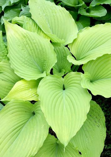 EC man's hostas taken for tissue culturing, to be sold internationally ...