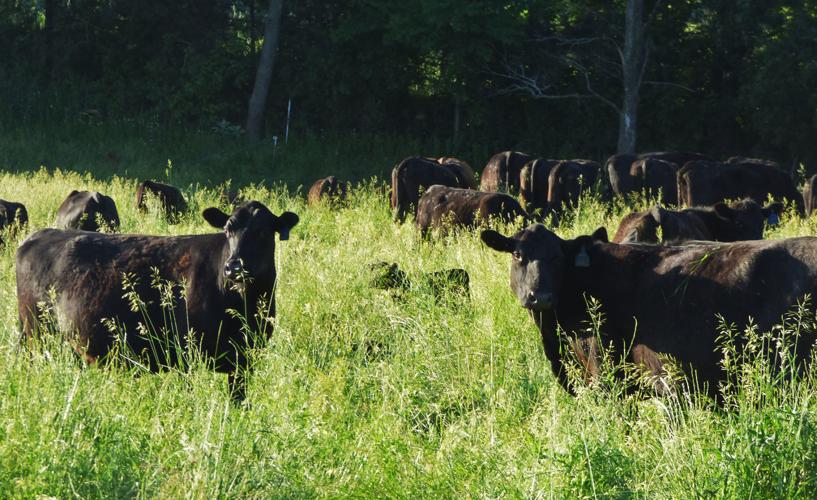 Greener pastures: Buffalo County farmers discuss renovations ...