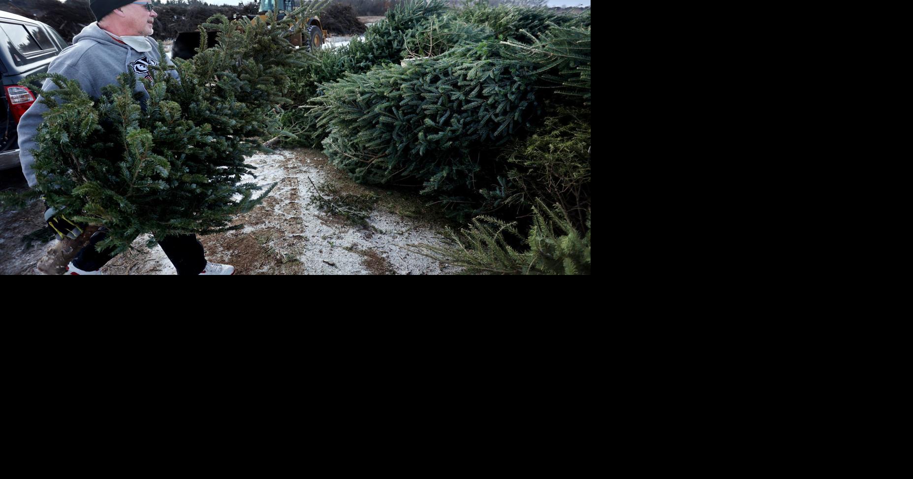 Company extends curbside Christmas tree collection | Daily Updates ...
