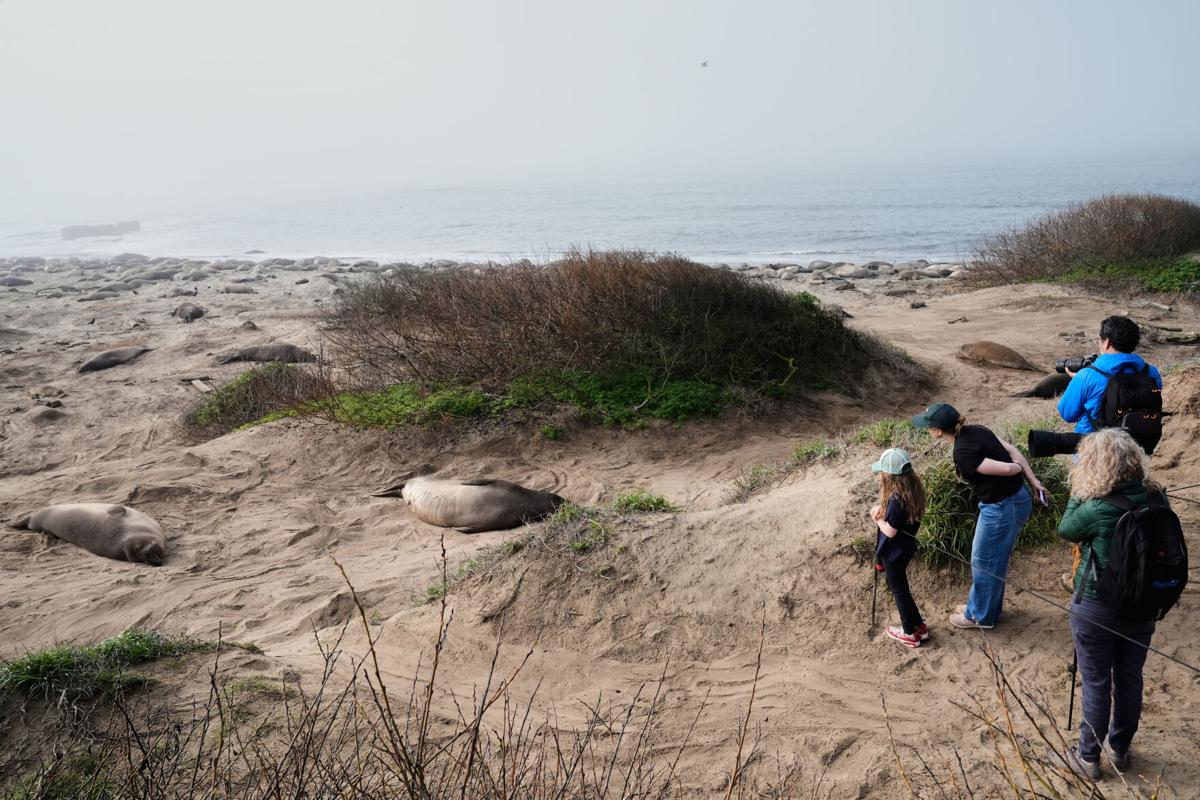 US Elephant Seals | Nation & World | leadertelegram.com