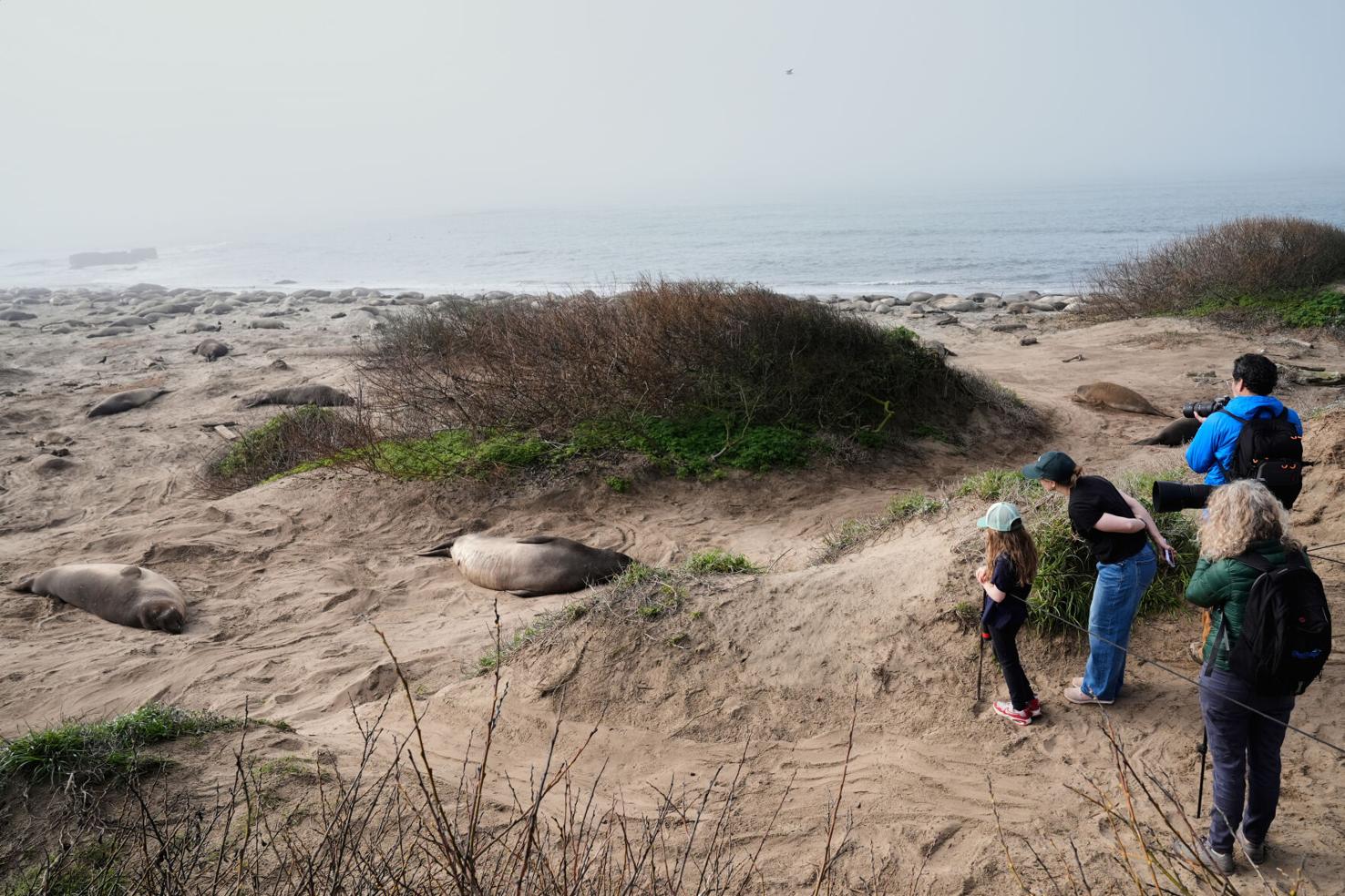 US Elephant Seals | Nation & World | leadertelegram.com