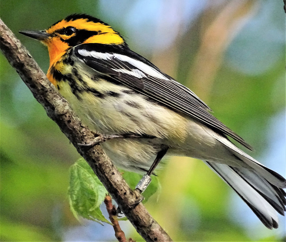 Focus on nature: The blackburnian warbler — a bird of tall conifer ...