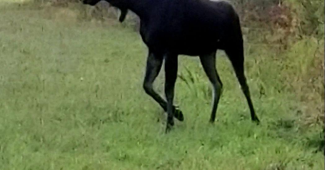 Rare moose on the loose likely a Michigan visitor | Outdoors ...