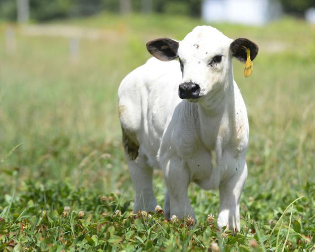Bouressa keeps family’s farming tradition alive | Country Today ...