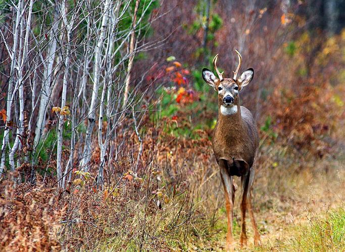 DMAP improving deer hunting by managing environment | Outdoors ...