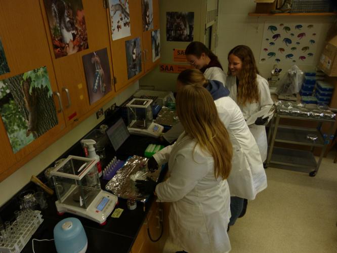 Social Mammals Lab teams with Norwegian Beaver Project | News ...