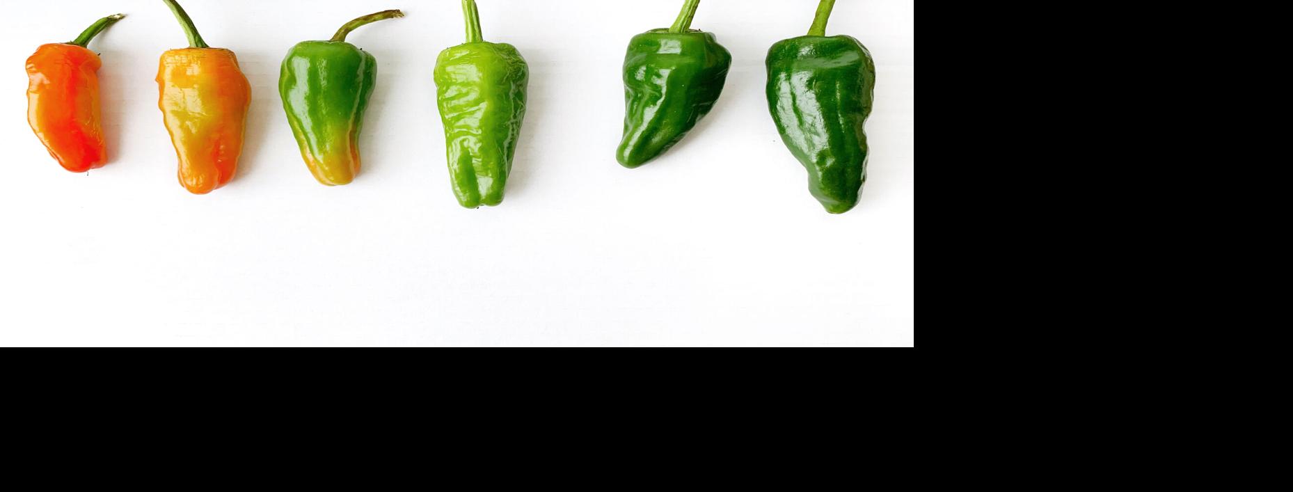 Picking the right peppers | Home and Garden | leadertelegram.com