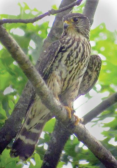 Knight Life: Merlins nesting in Eau Claire County | Getting Out ...