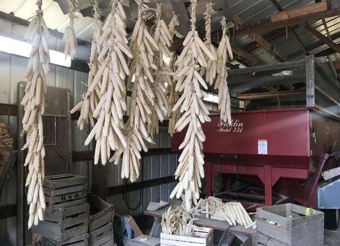 Oneida value white corn’s tradition, nutrition | Country Today ...
