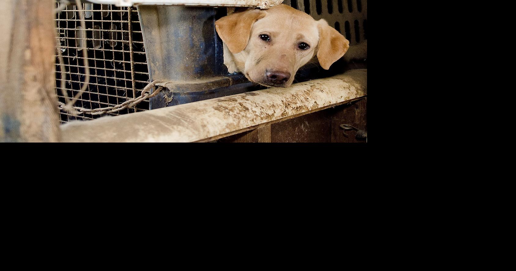 Mistreated dogs taken off Pierce property | Front Page | leadertelegram.com