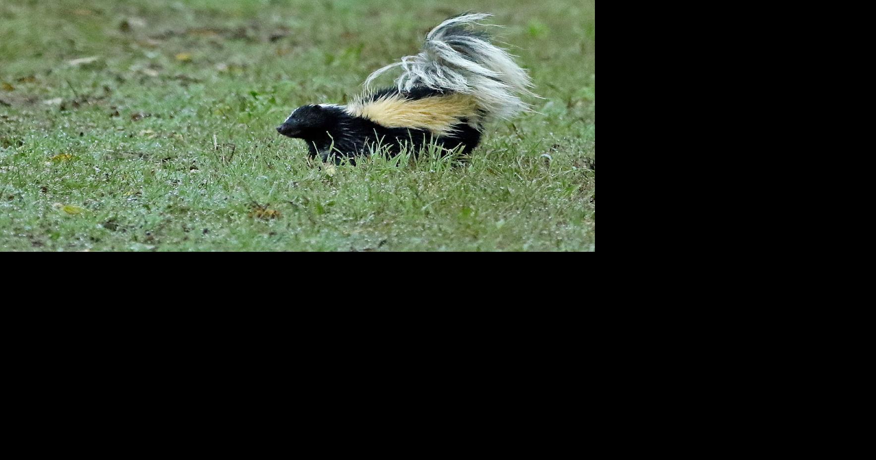 Engage senses to enjoy fuller autumn outdoors | Outdoors ...