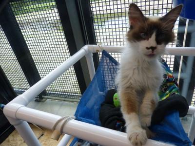 ECCHA keeps their recognition of being a no-kill shelter | Local News ...