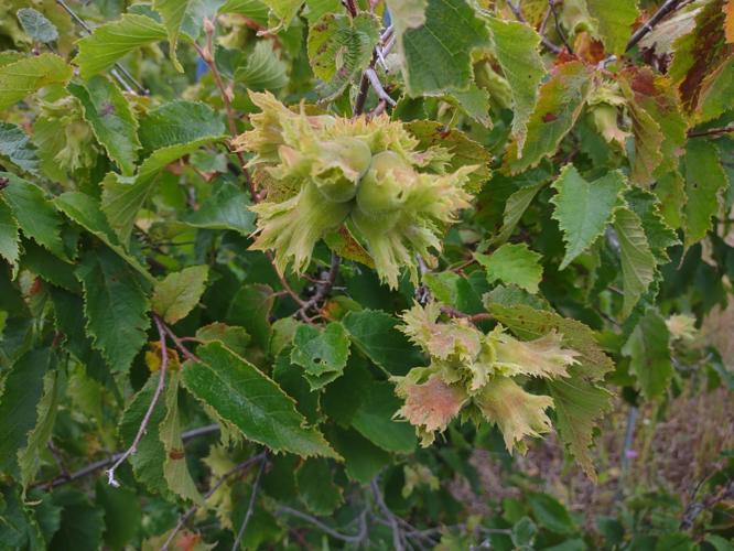 Hazelnuts get their day in the sun | Crops | leadertelegram.com