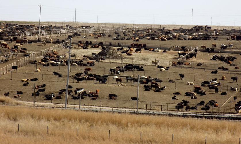 Prime location: Southwestern Kansas a choice spot for beef production ...