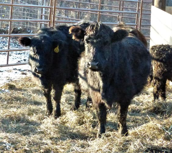 Perfect piece of paradise: Move to Driftless Area suits farmers raising ...