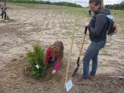Families plant trees on Xcel site in town of Wheaton | Daily Updates ...